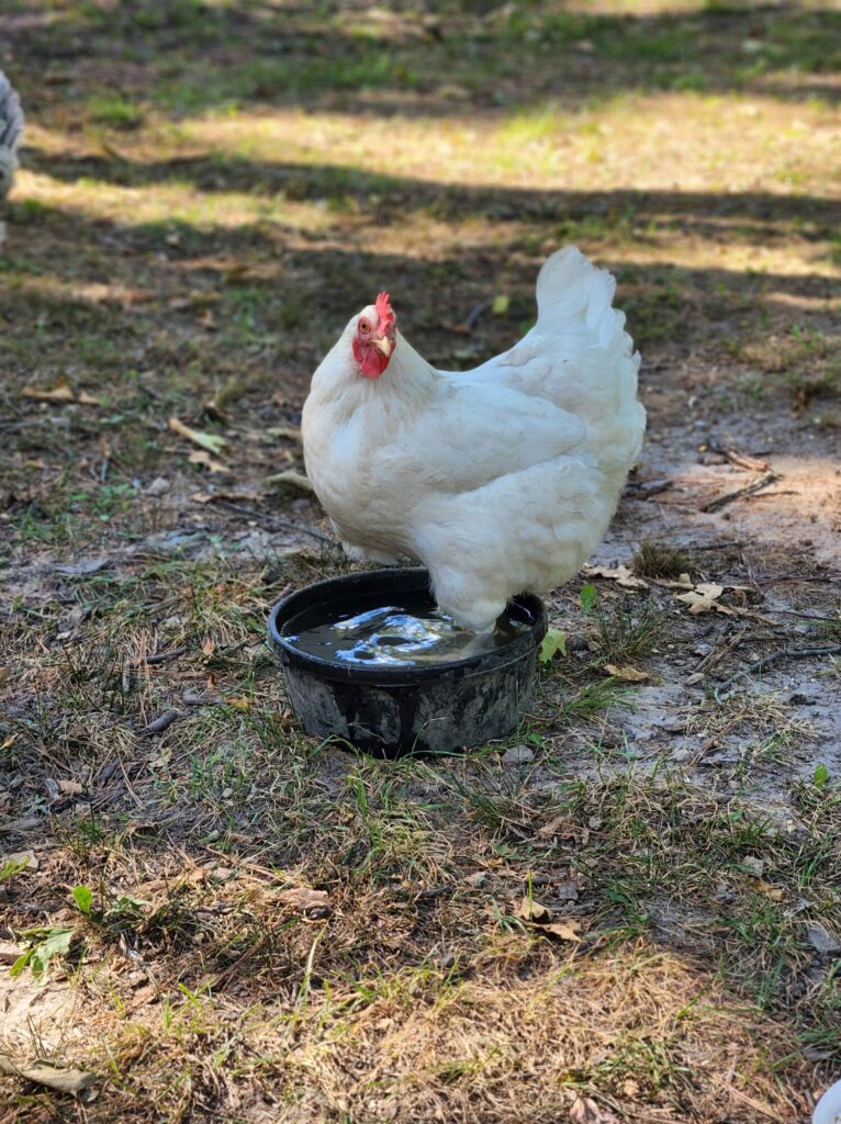 White Plymouth Rock Chicken - Baby Chicks for Sale | Cackle Hatchery®