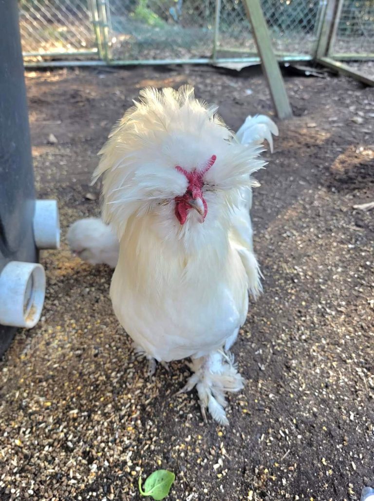 White Sultan Chickens : Baby Chicks for Sale | Cackle Hatchery®