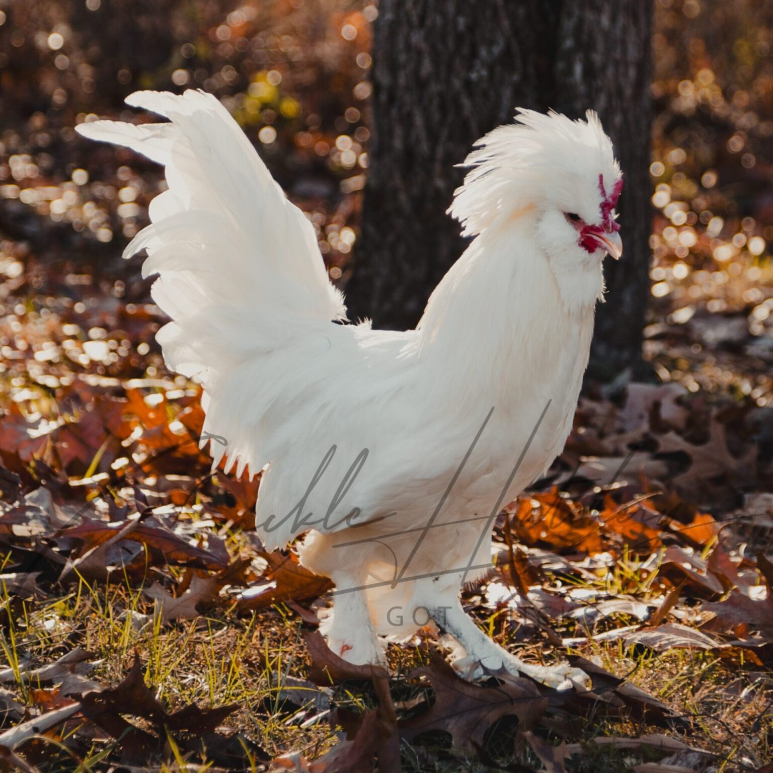 White Sultan Chickens : Baby Chicks for Sale | Cackle Hatchery®