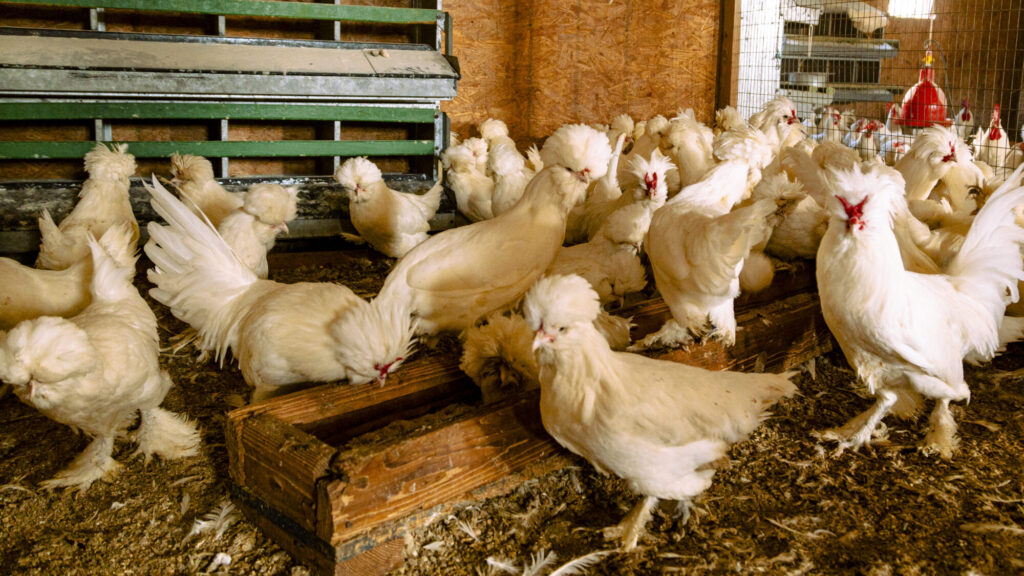 White Sultan Chickens : Baby Chicks for Sale | Cackle Hatchery®