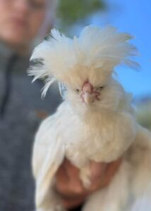 White Sultan Chickens : Baby Chicks for Sale | Cackle Hatchery®