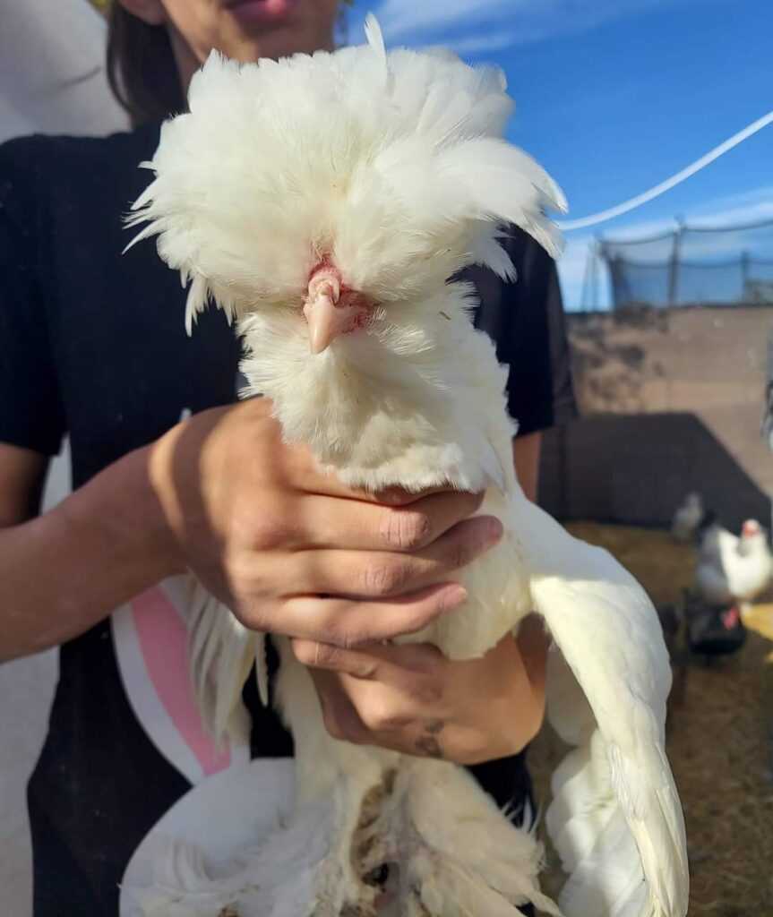 White Sultan Chickens : Baby Chicks for Sale | Cackle Hatchery®