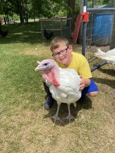 Broad Breasted White Turkey | Cackle Hatchery®