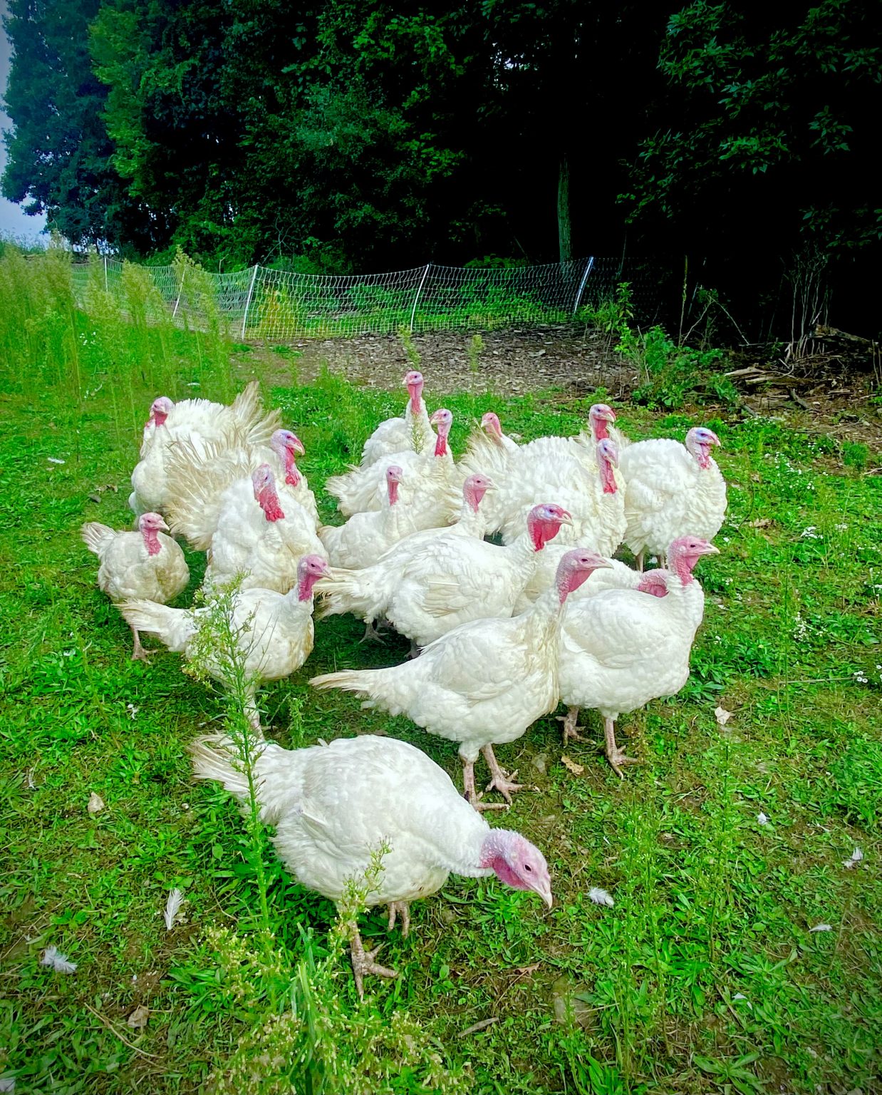 Broad Breasted White Turkey | Cackle Hatchery®