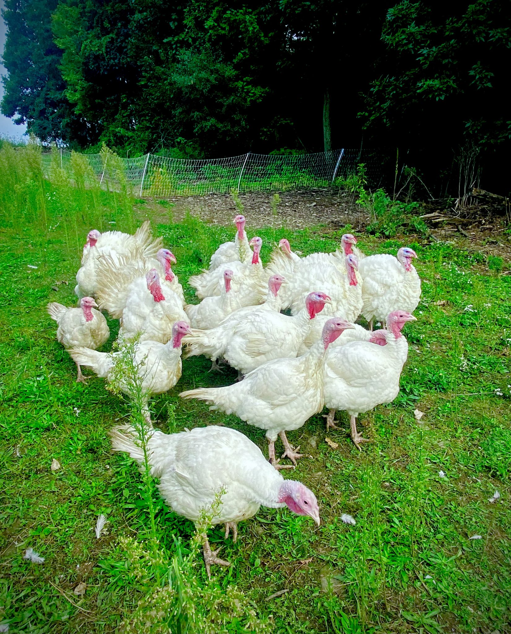Broad Breasted White Turkey | Cackle Hatchery®