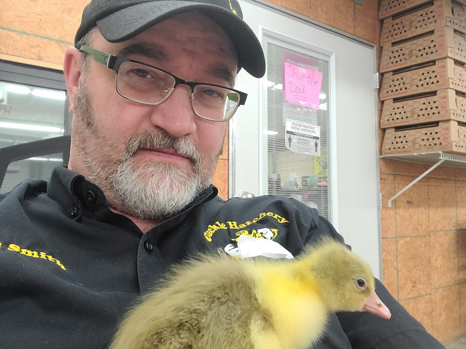 White Embden Geese - Baby Gosling for Sale | Cackle Hatchery®