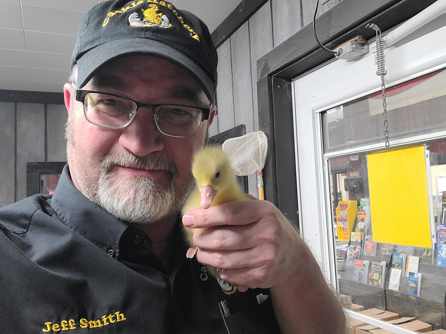 White Embden Geese - Baby Gosling for Sale | Cackle Hatchery®