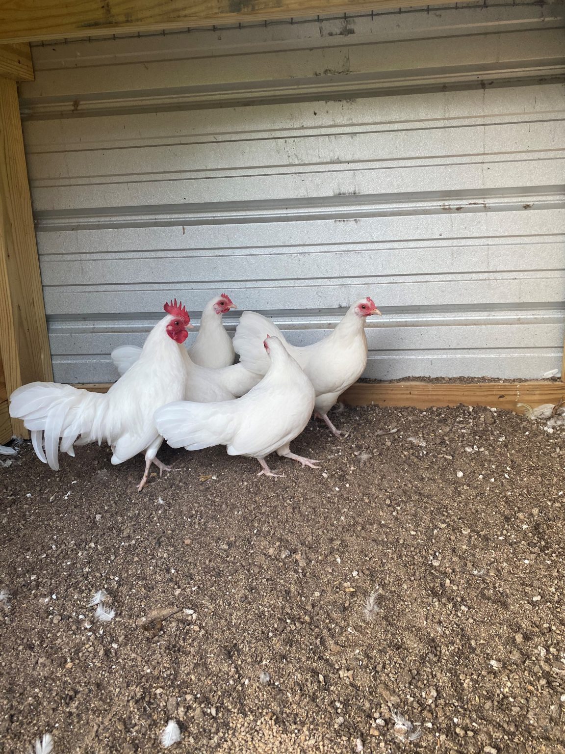 White Old English Bantam Chickens | Cackle Hatchery®