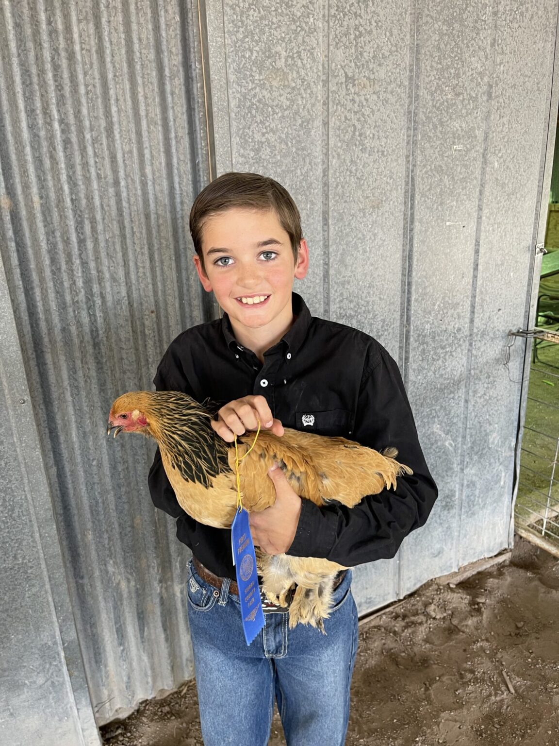 Buff Brahma Chicks - Brown Egg Laying | Cackle Hatchery®