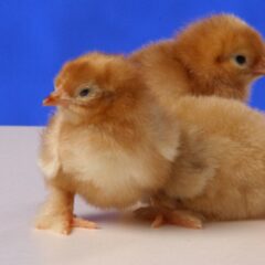 Red Cochin Bantam - Bantam Chicks for Sale | Cackle Hatchery®