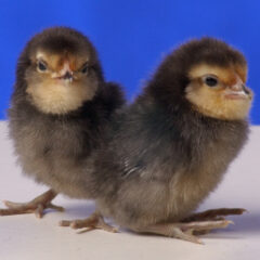 Quail Belgian Bearded D'anver Bantam | Cackle Hatchery®