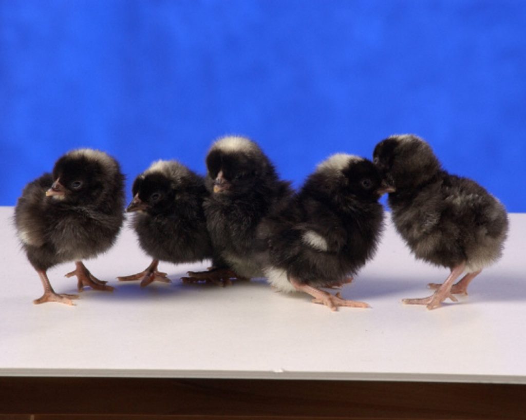 Dominique Bantam - Bantam Chickens for Sale | Cackle Hatchery®