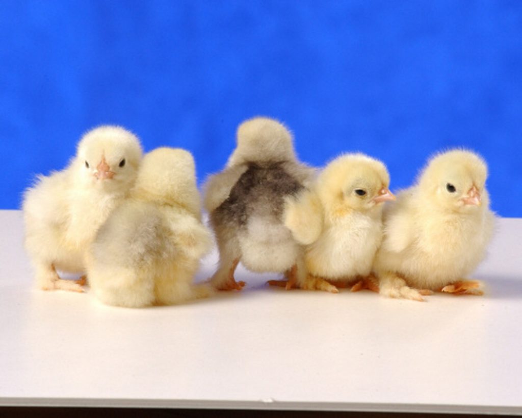 White Cochin Bantams - Chicks for Sale | Cackle Hatchery®