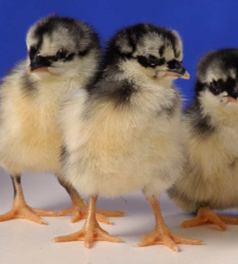 Black Sumatra Chicken: Baby Chicks for Sale | Cackle Hatchery®