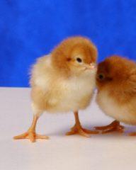 Production Red Chickens - Baby Chicks for Sale | Cackle Hatchery®