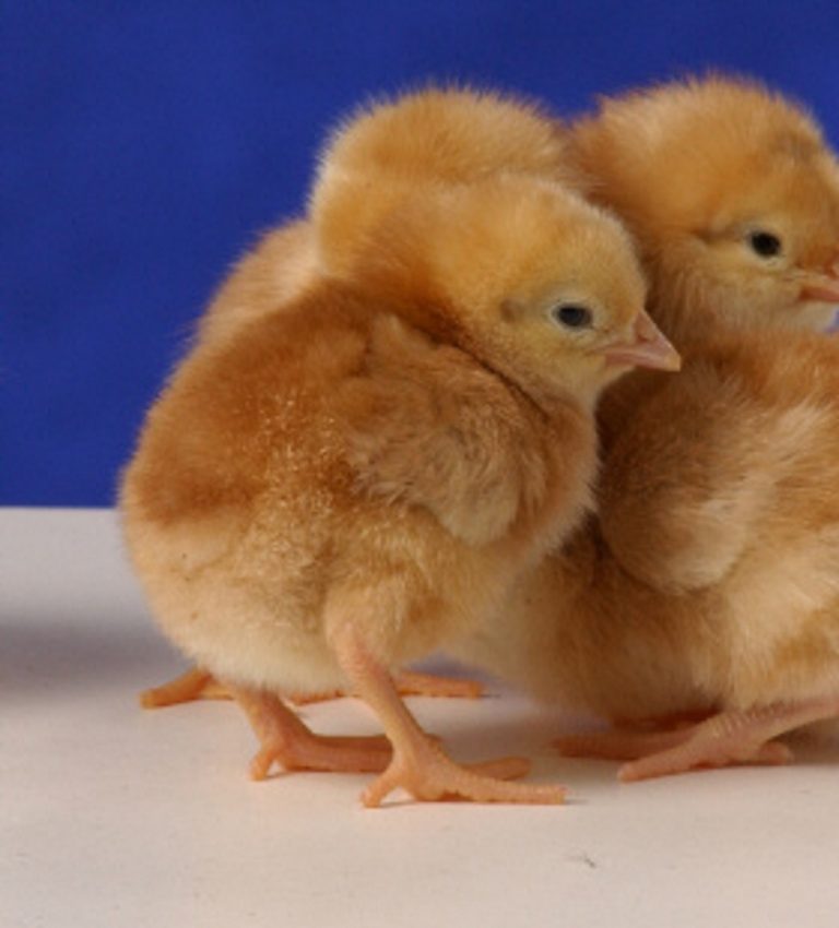Golden Comet Baby Chickens for Sale | Cackle Hatchery®