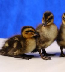 Rouen Ducks : Ducklings for Sale Online | Cackle Hatchery®