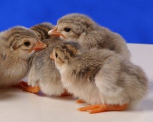 Lavender Guinea Fowl - Guinea Keets for Sale | Cackle Hatchery®