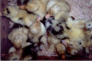 Ancona Ducks - Baby Ducks for Sale | Cackle Hatchery®