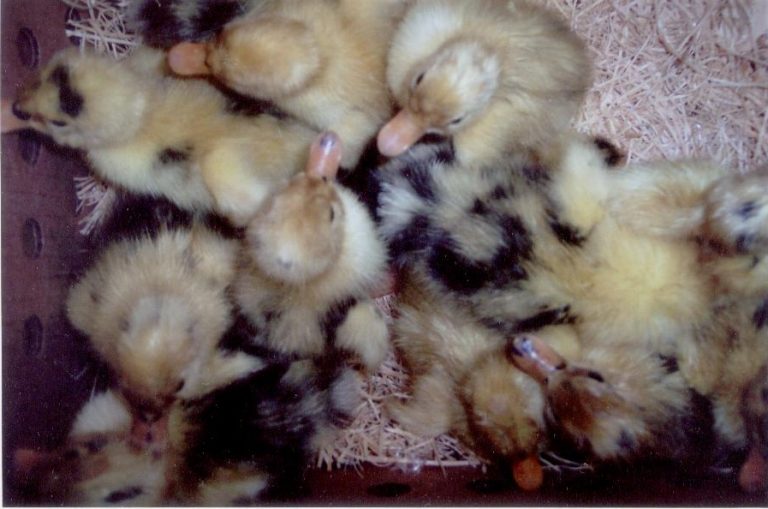 Ancona Ducks - Baby Ducks for Sale | Cackle Hatchery®