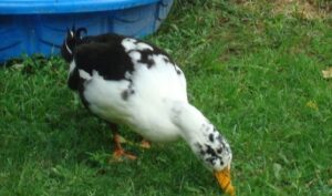 Ancona Ducklings| Rare All-Purpose Ducks | Cackle Hatchery®