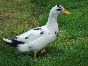 Ancona Ducklings| Rare All-Purpose Ducks | Cackle Hatchery®