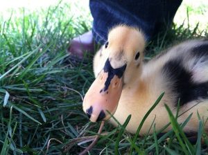 Ancona Ducklings| Rare All-Purpose Ducks | Cackle Hatchery®