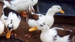 Ancona Ducklings| Rare All-Purpose Ducks | Cackle Hatchery®