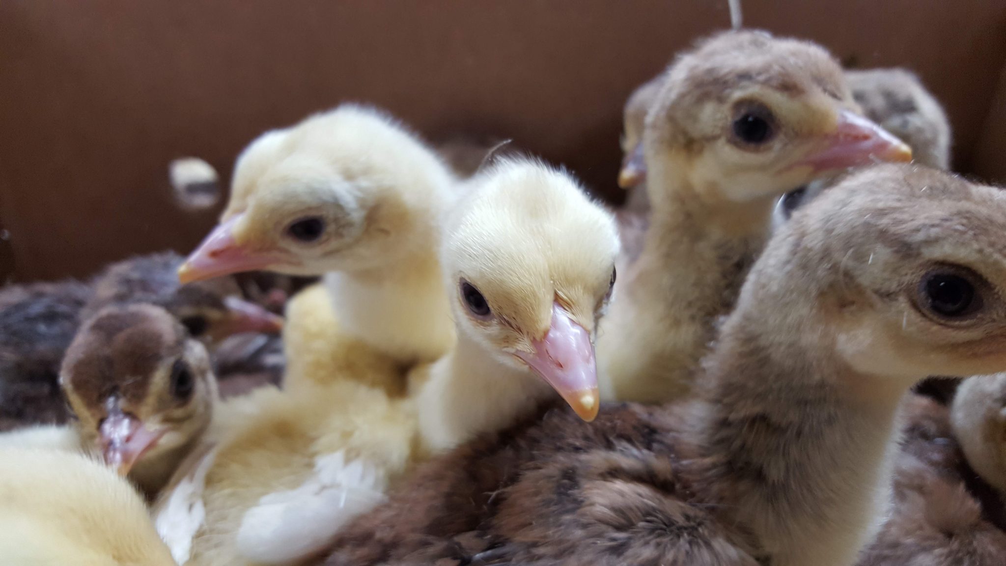 Peafowl for Sale - Assorted Peafowl Chicks | Cackle Hatchery®