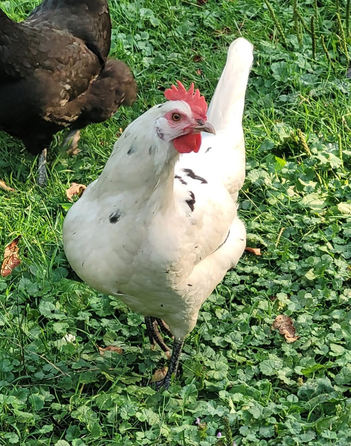 Austra White - White Egg Laying | Cackle Hatchery®