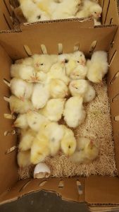 Austra White - White Egg Laying Chickens for Sale | Cackle Hatchery®