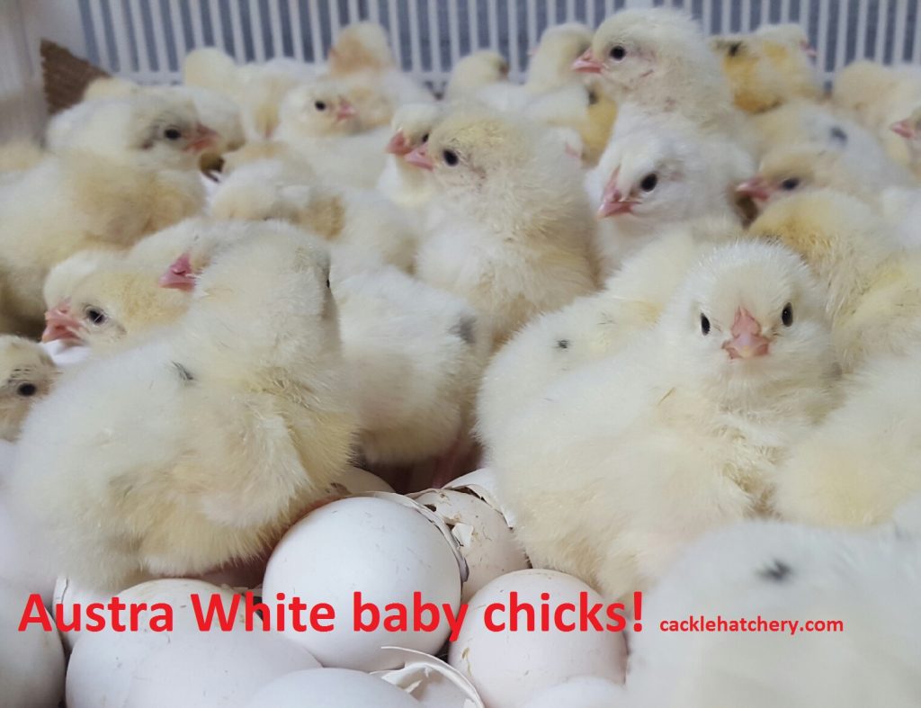 Austra White - White Egg Laying Chickens for Sale | Cackle Hatchery®
