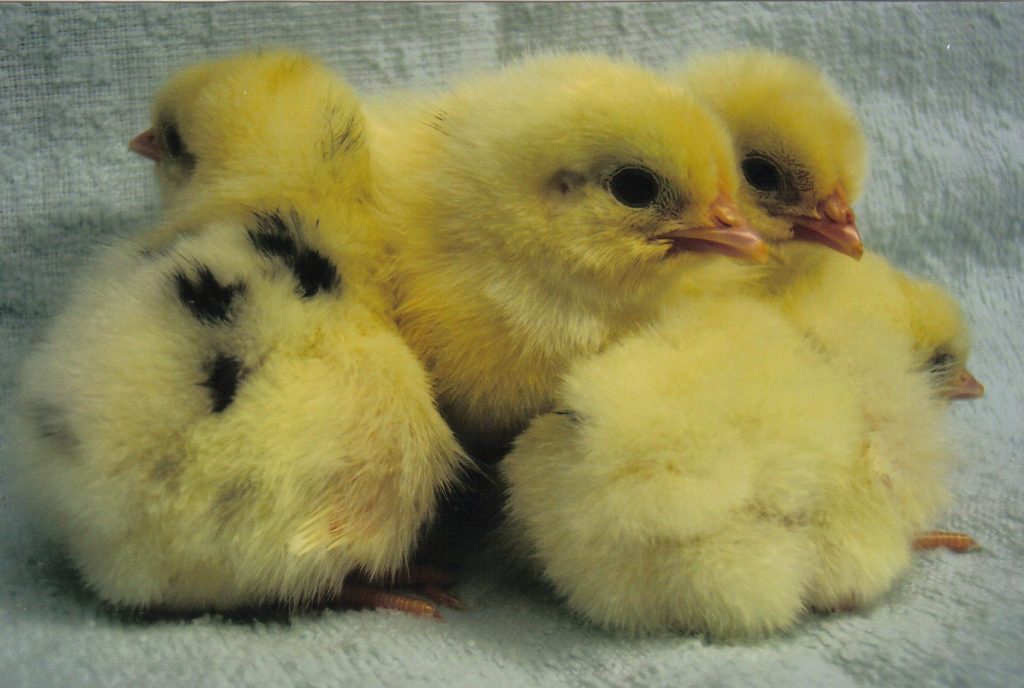 Austra White - White Egg Laying Chickens for Sale | Cackle Hatchery®