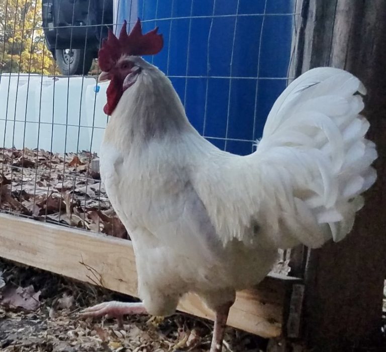 Austra White - White Egg Laying Chickens for Sale | Cackle Hatchery®