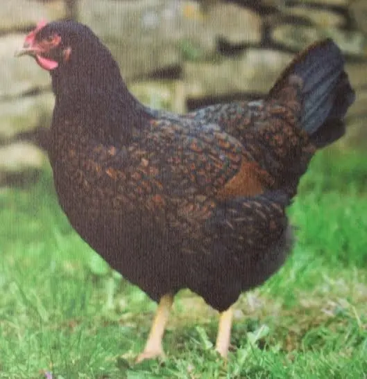 Dark Brown Hen
