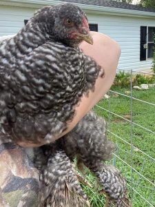 Barred Cochin - Standard Cochin Baby Chicks | Cackle Hatchery®