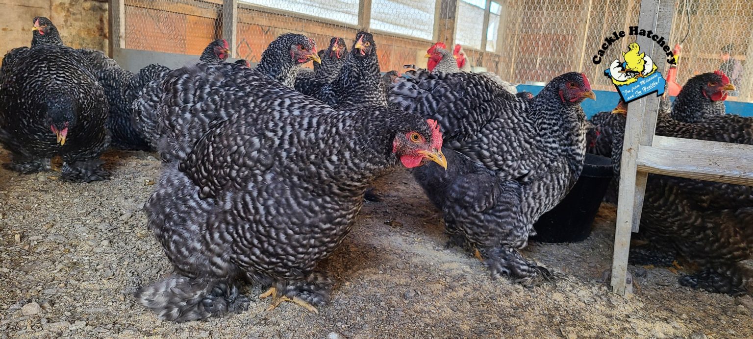 Barred Cochin - Standard Cochin Baby Chicks | Cackle Hatchery®