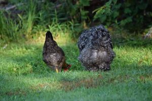 Barred Cochin - Standard Cochin Baby Chicks | Cackle Hatchery®