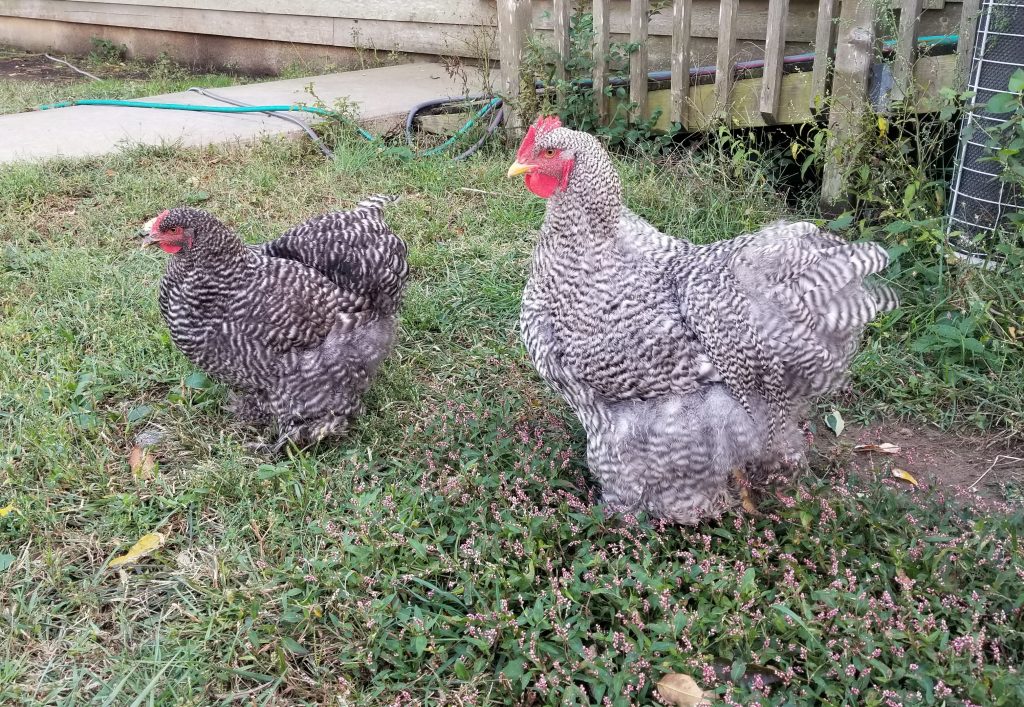 Barred Cochin - Standard Cochin Baby Chicks | Cackle Hatchery®