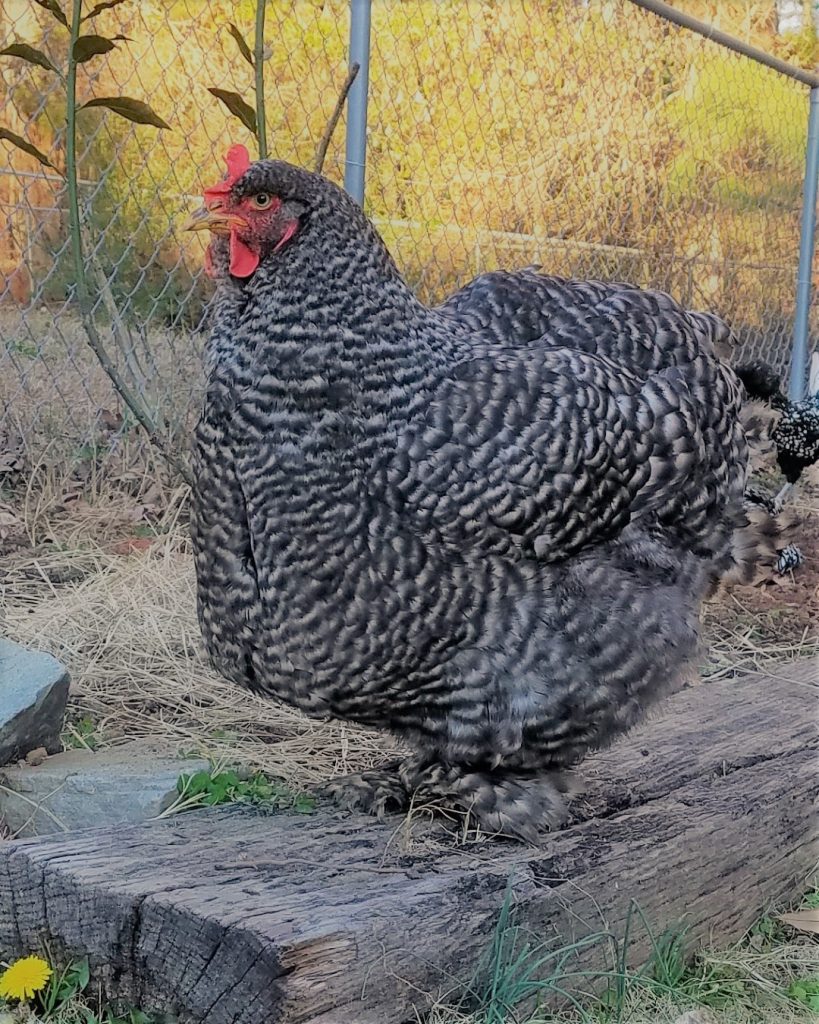 Barred Cochin - Standard Cochin Baby Chicks | Cackle Hatchery®