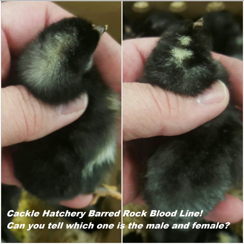 Barred Rock Chickens For Sale | Cackle Hatchery®