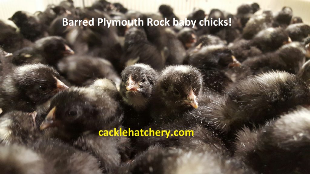 Barred Rock Chickens For Sale | Cackle Hatchery®