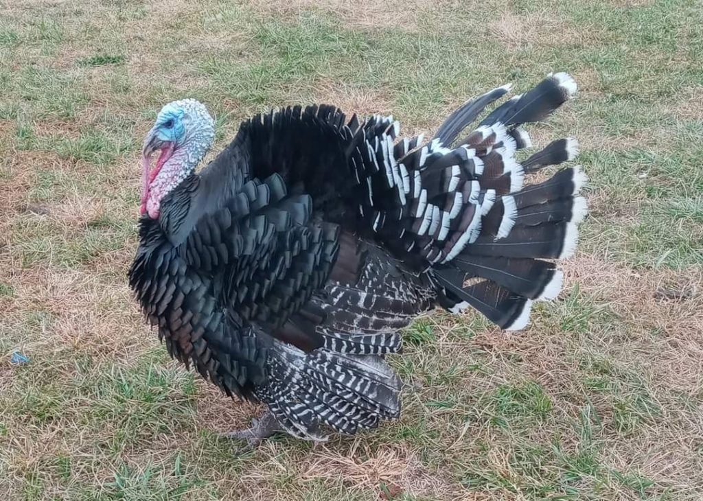 Broad Breasted Bronze Turkey Poults | Cackle Hatchery®
