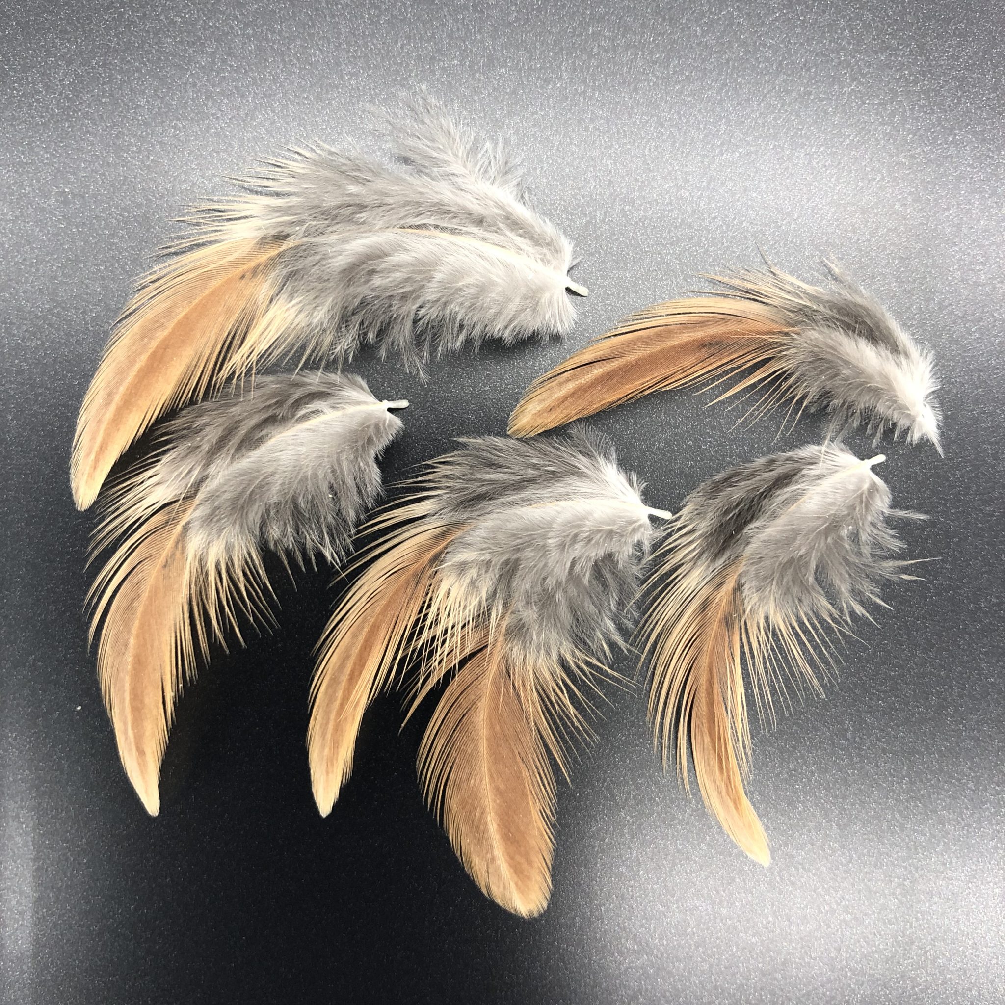 Black Breasted Red Phoenix Bantam Chickens | Cackle Hatchery®