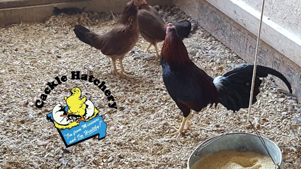 Black Breasted Red Aseel (Asil) Chickens | Cackle Hatchery®