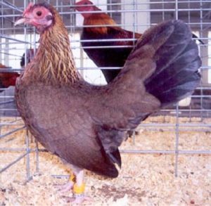 Black Breasted Red Old English Bantams | Cackle Hatchery®