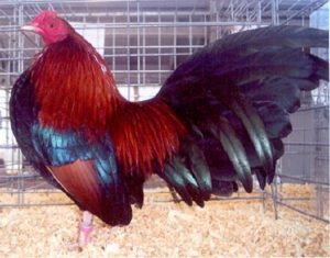 Black Breasted Red Old English Bantams | Cackle Hatchery®