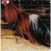 Splash Cochin Bantam Chickens for Sale | Cackle Hatchery®