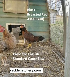 Black Breasted Red Aseel (Asil) Chickens | Cackle Hatchery®