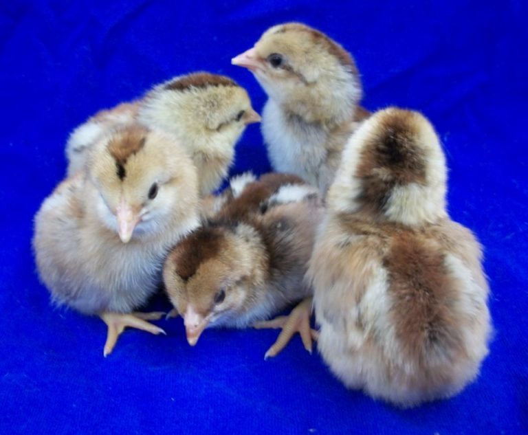 Black Breasted Red Aseel (Asil) Chickens | Cackle Hatchery®